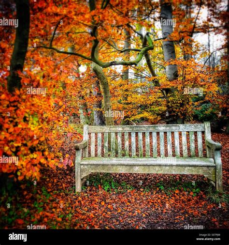 Autumn Bench