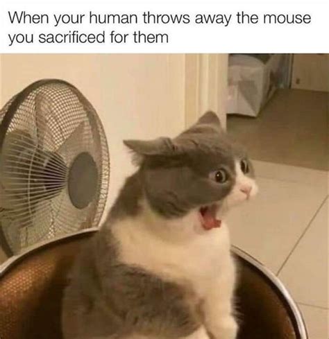 The Best Meow Memes Memedroid
