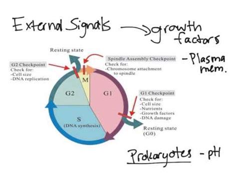Cell Cycle Checkpoints YouTube