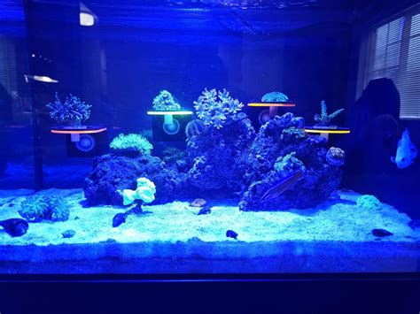Fluval 13 5 Desk Reef R Reeftank