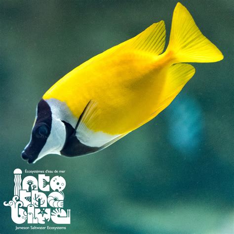 Foxface Rabbitfish Into The Blue Jameson Saltwater Ecosystems Canada