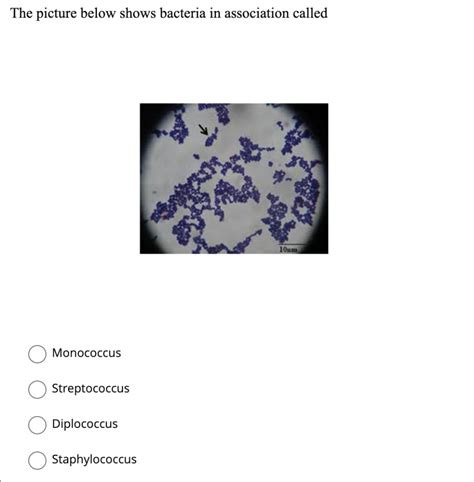 Solved The Picture Below Shows Bacteria In Association