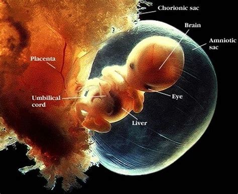 10 Images Du Développement Du Fœtus Humain Dans Lutérus Welovebuzz