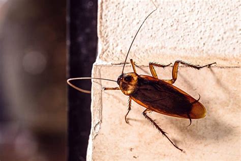How Cockroach Grooming Rivals Human Hygiene In The Fight For Survival