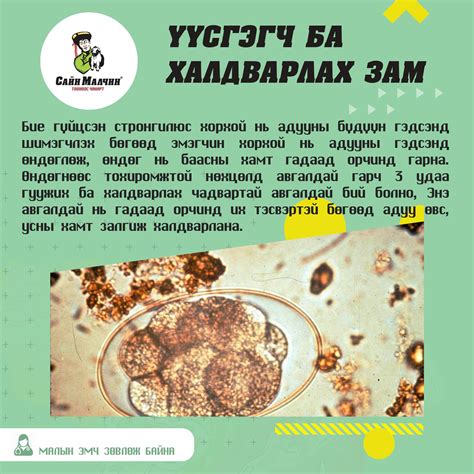 Адууны стронгилтэх өвчин 💁 Sain Malchin Сайн малчин