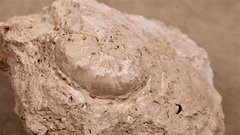 Kaibab Formation Nautiloids Permian Member Collections The Fossil Forum