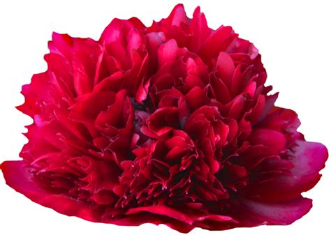 Red Grace My Peony Society