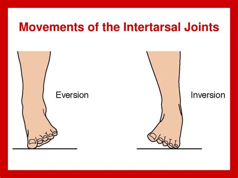 Intertarsal Joint Movement