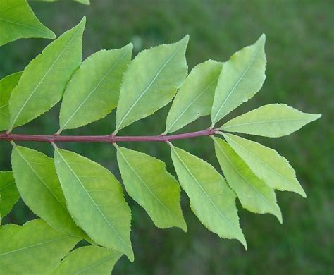 Euonymus Alatus The Burning Bush That Will Light Up Your Fall