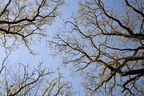 树冠在美丽的光线下高清图片下载 正版图片506993630 摄图网