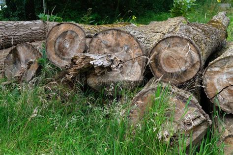 Stacked Logs In Grass Close Up Stock Image Image Of Forest Tree