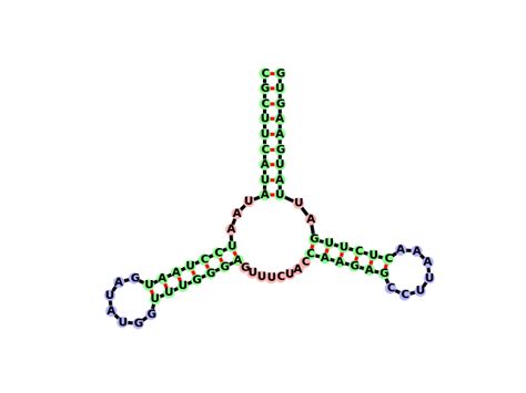 Rna Secondary Structure As A Graph Using The Forgi Library — Forgi 2 0