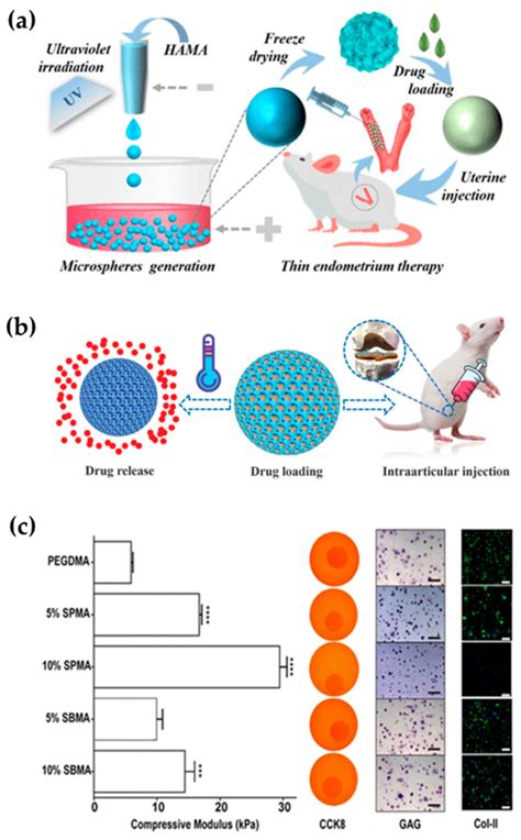 Current Understanding Of The Applications Of Photocrosslinked Hydrogels