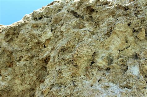 Intricate Coral Fossil Impression Etched Into A Rugged Rocky Cliff Face Stock Image Image Of