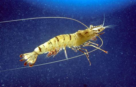 File Csiro Scienceimage 2992 The Giant Tiger Prawn  Wikimedia Commons