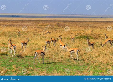 Herd Of Thomson`s Gazelle Eudorcas Thomsonii In Serengeti National Park