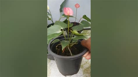 🍒 Splash වර්ග තුනක් සමගින් 🍒👇👇👇🍒ඇන්තුරියම් ශාක 12ම Rs 6000🍒👇👇👇🍒 Youtube