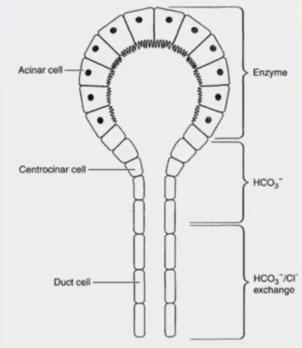 2 Digestion And Absorption Of Foodstuffs Flashcards Quizlet