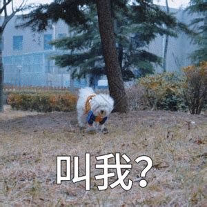 打扰了聊天表情包gif动图图片 正版gif素材401499938 摄图网
