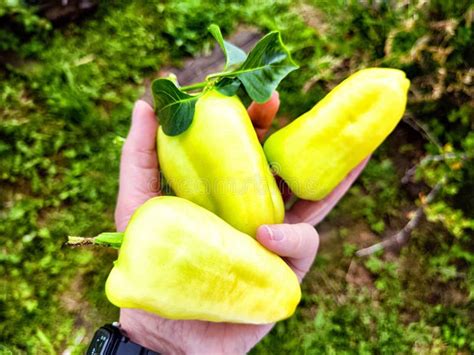 A Hand Showcases A Uniquely Shaped Yellow Bell Pepper Against A Lush
