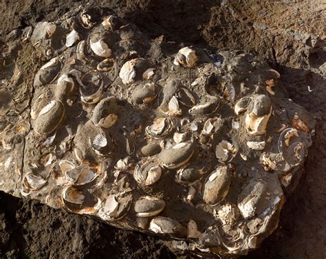Sea Shells Fossils Rock A Few Miles South Of San Francisco Flickr