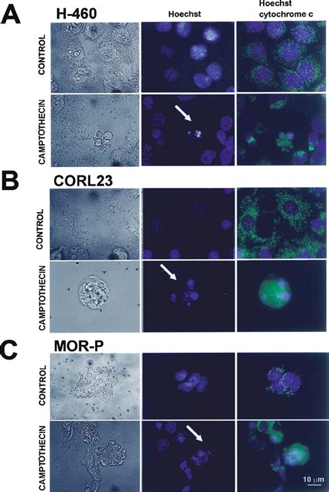 Morphological Characteristics And Cytochrome C Release Of Download Scientific Diagram