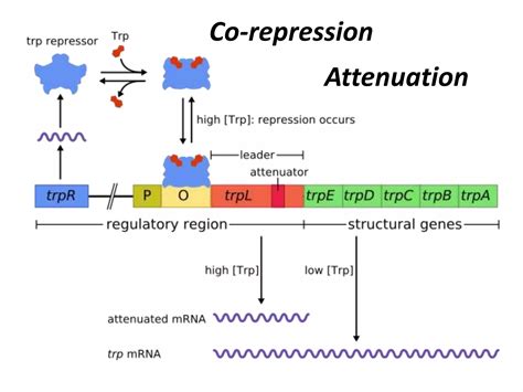 Prokaryotic Gene Regulation Lecture 4pptx