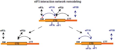 Dynamic Interaction Network Involving The Conserved Intrinsically Disordered Regions In Human