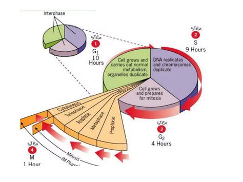 Mitotic Index Calculation And Importance Pptx Biological Sciences