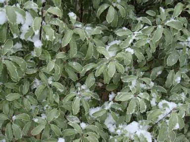 Pittosporum Tenuifolium Care Guide Growing Tips Nz