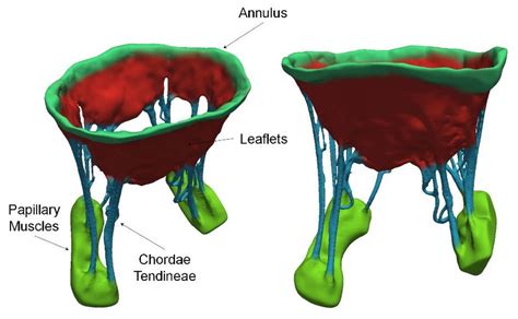 Final Segmented Ovine Mitral Valve Derived From Micro Ct Imaging