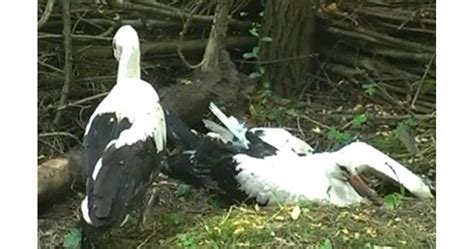 Три от пострадалите от ток край Добрич щъркели в много тежко състояние