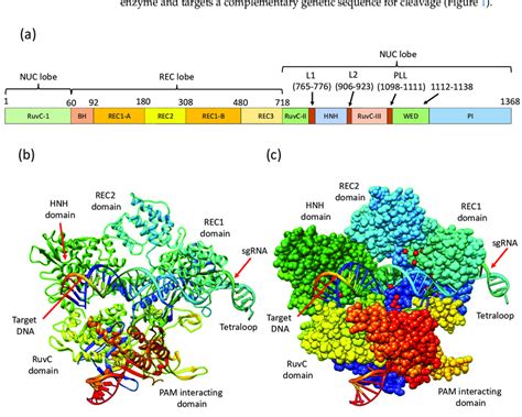 Domain Organization Of Spcas9 And Three Dimensional Structure Of Download Scientific Diagram