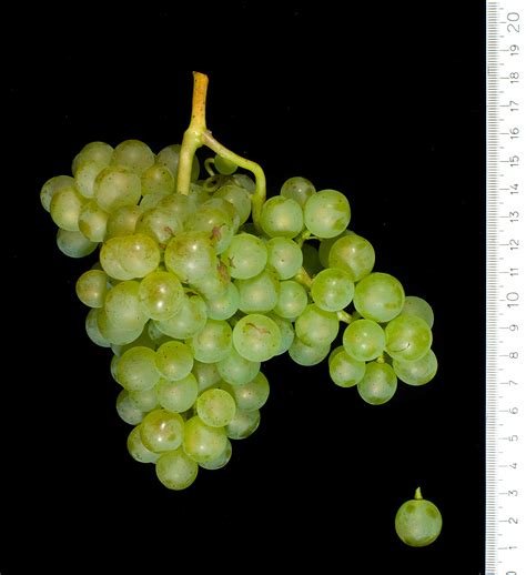 Гранже - сорт винограда