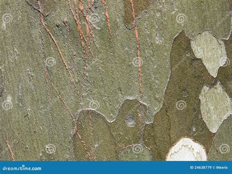 Tree Cortex Stock Image Image Of Material Lumber Aging 24638779