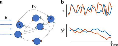 Co Evolution Of Neural Activity And Connectivity A Illustration Of Our