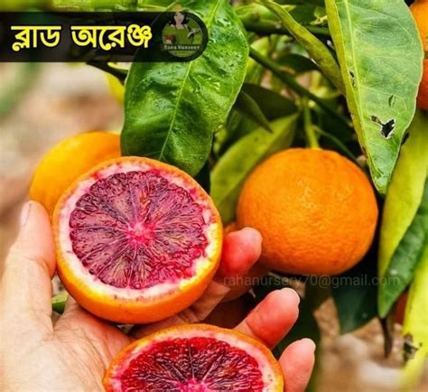 Full Sun Exposure Red Blood Orange Plant For Fruits At Rs 280plant In