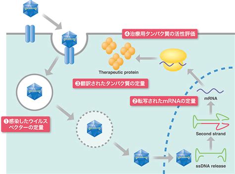 株式会社シンプロジェン