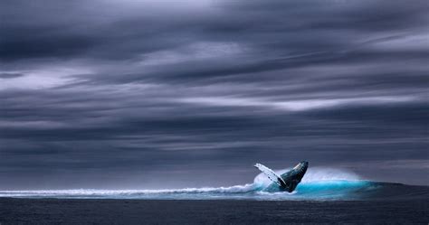 Where And When To See The Great Blue Whale Migration In San Diego