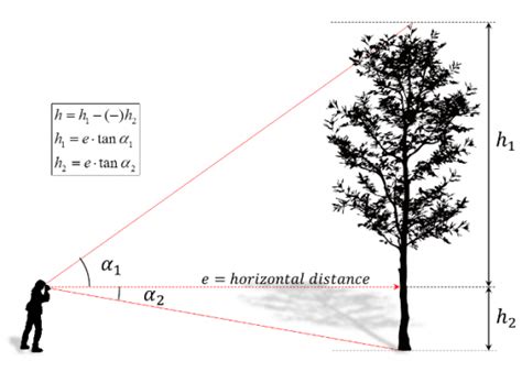 How To Measure The Height Of A Tree Using Trigonometry Images