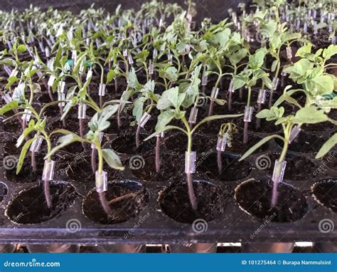 Grafting Asexual Reproduction