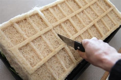 Diy Home Fodder System Artofit