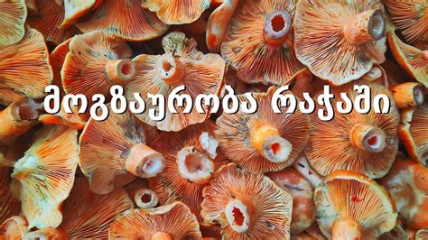 მოგზაურობა რაჭაში Youtube