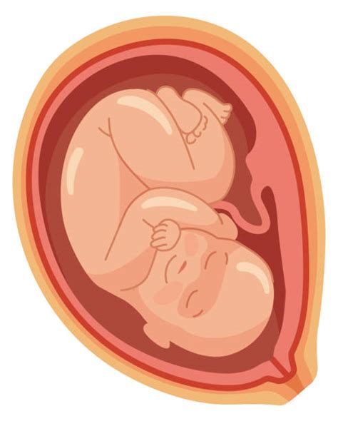 1200 Placenta Stock Illustrations Royalty Free Vector Graphics