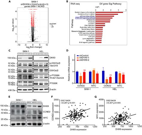 Dhx9 Mediated Pathway Contributes To The Malignant Phenotype Of Myelodysplastic Syndromes