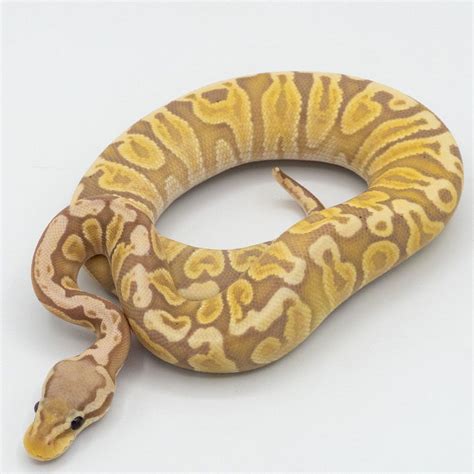 Banana Ball Python Full Size At Maria Spillman Blog