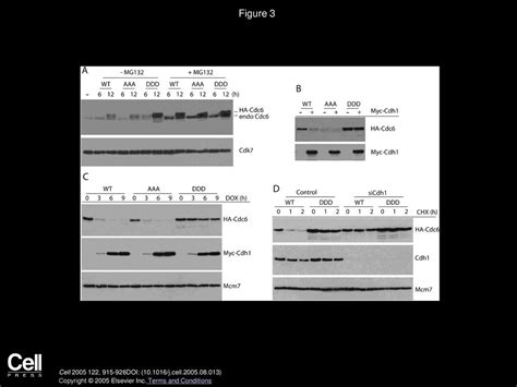 Cdks Promote Dna Replication Origin Licensing In Human Cells By
