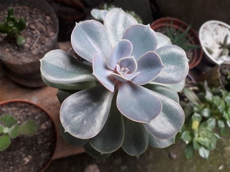 Suculenta Echeveria Succulent Free Photo On Pixabay Pixabay