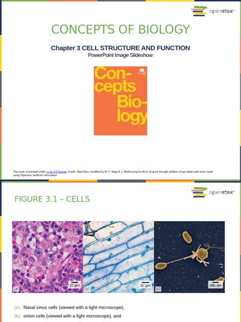 Cell Structure And Function Pdf Endoplasmic Reticulum Science And Mathematics