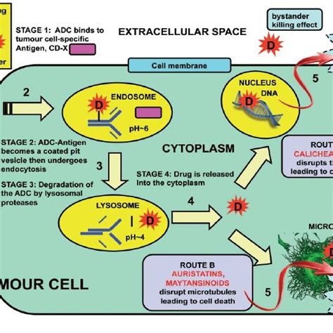 Schematic Representation Of The Adc Antigen Internalization Process